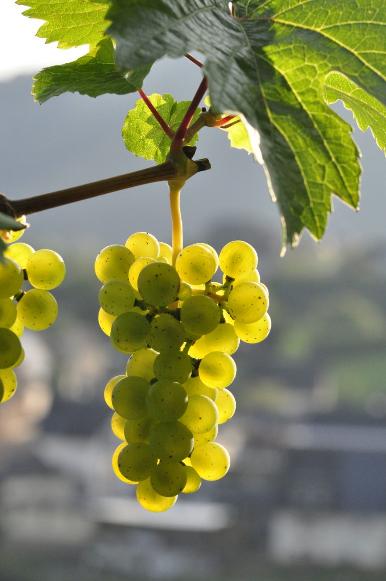 Wein & Winzer – Senheim